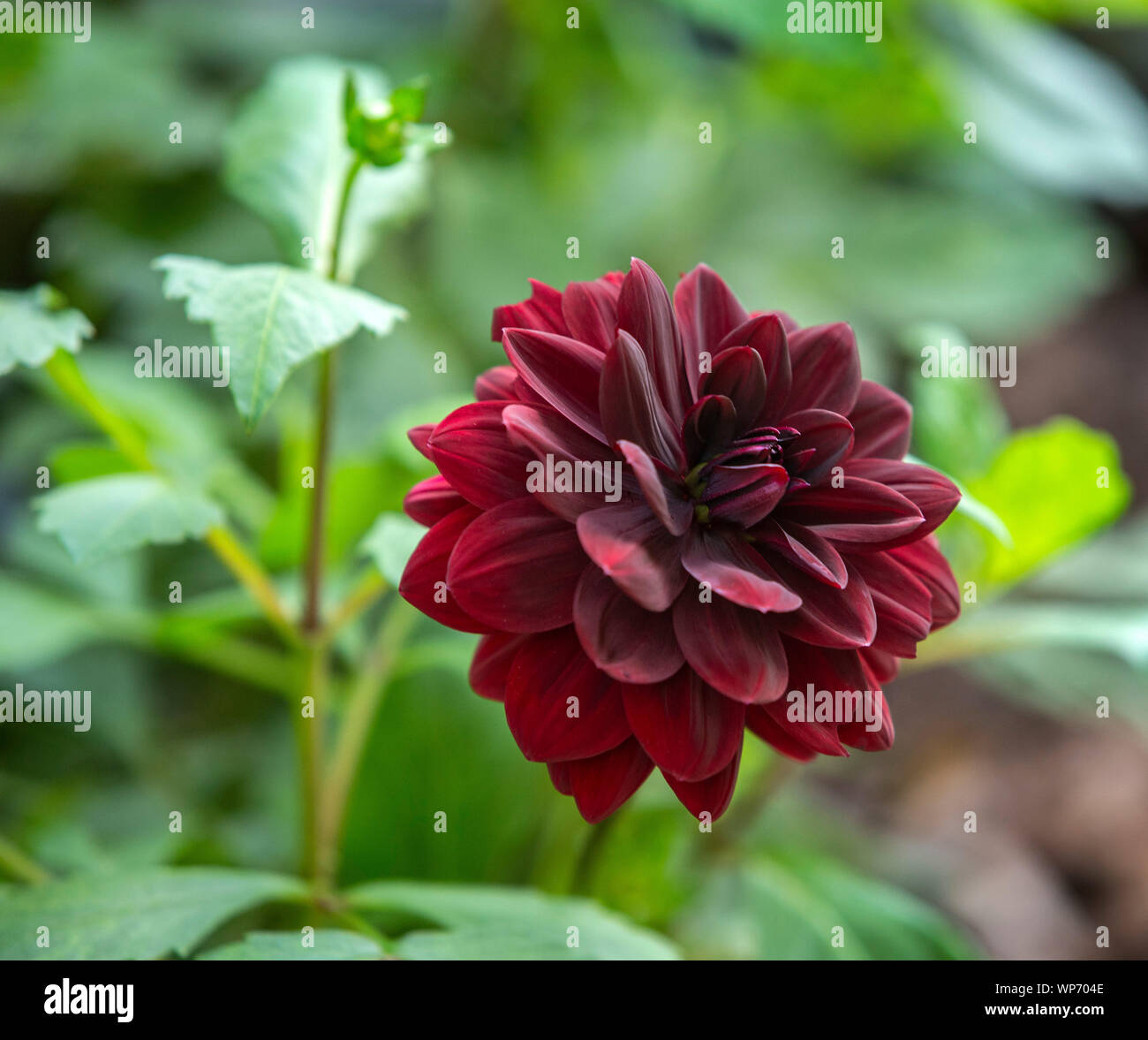 Dahlia Sam Hopkins, a dark red velvety dahlia in flower in a Devon ...