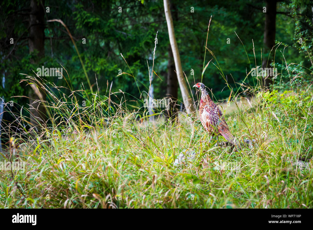 Pheasant wood hi-res stock photography and images - Alamy