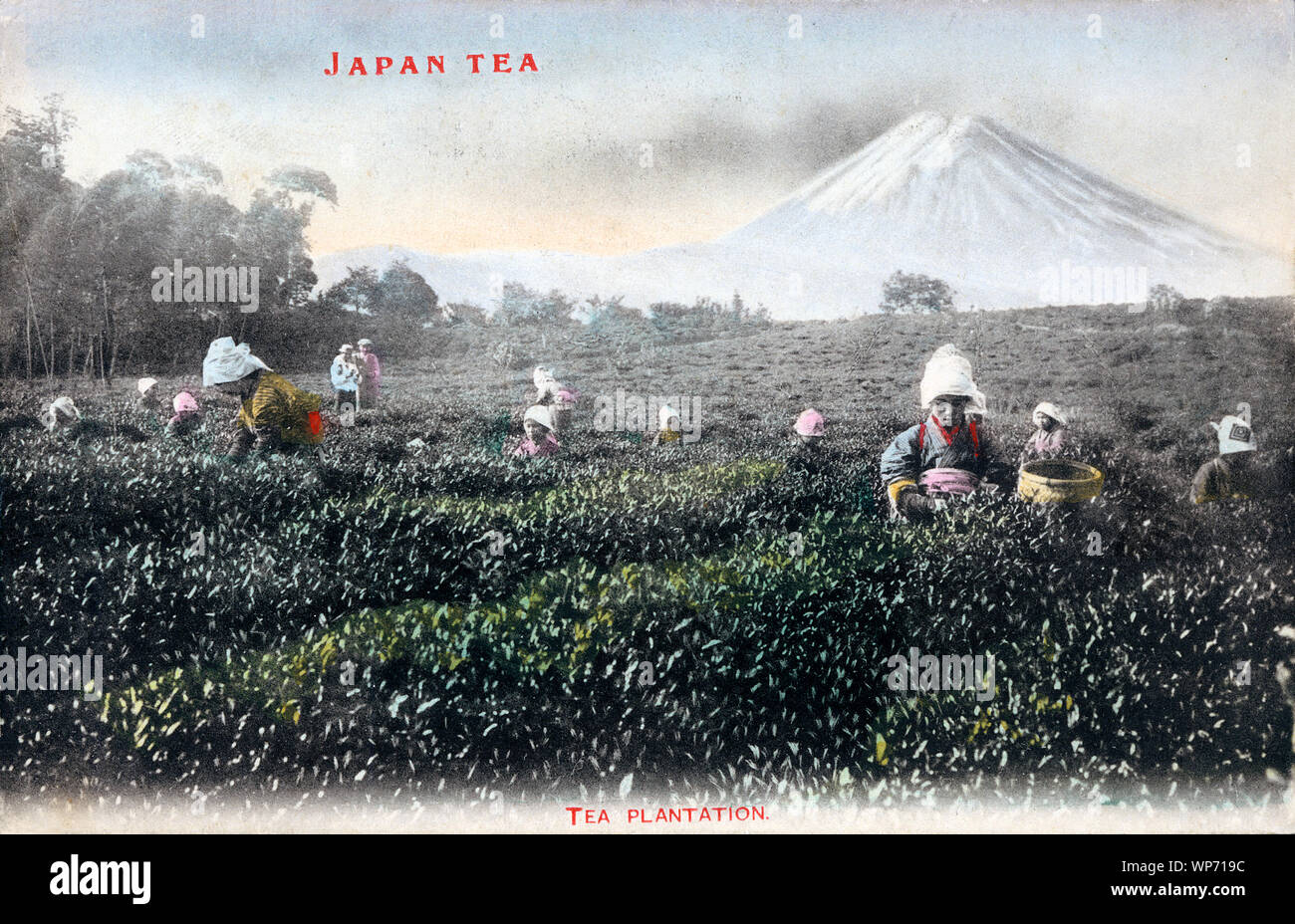 [ 1900s Japan - Japanese Women Picking Tea ] — Tea pickers in kimono ...