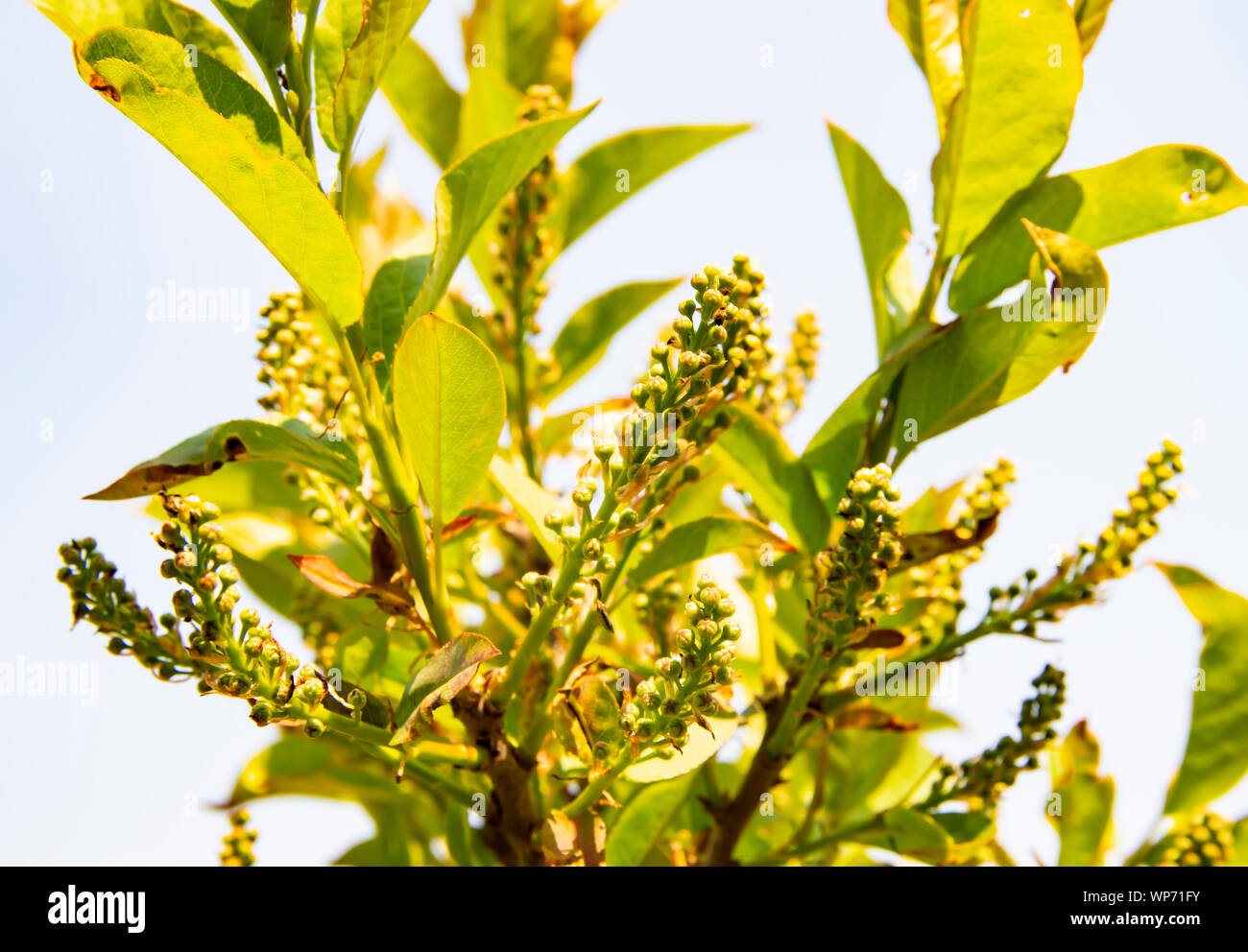 Spring green shoots of trees under the sun - Earth Day Stock Photo - Alamy