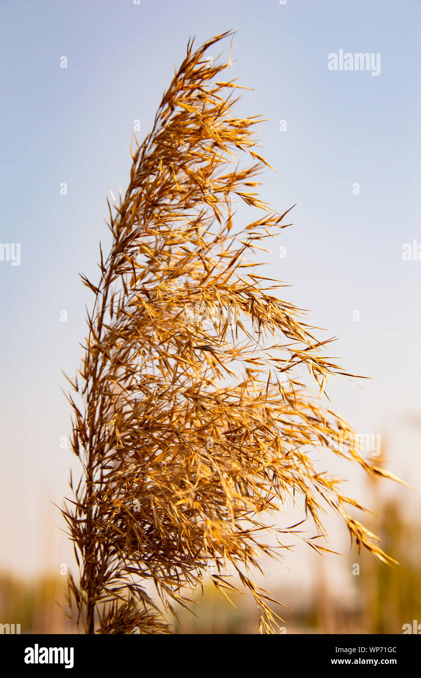 Marsh reed under sunlight - Earth Day Stock Photo - Alamy