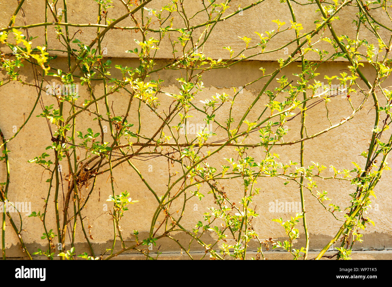 Weaving plants on the wall in the spring - Earth Day Stock Photo - Alamy