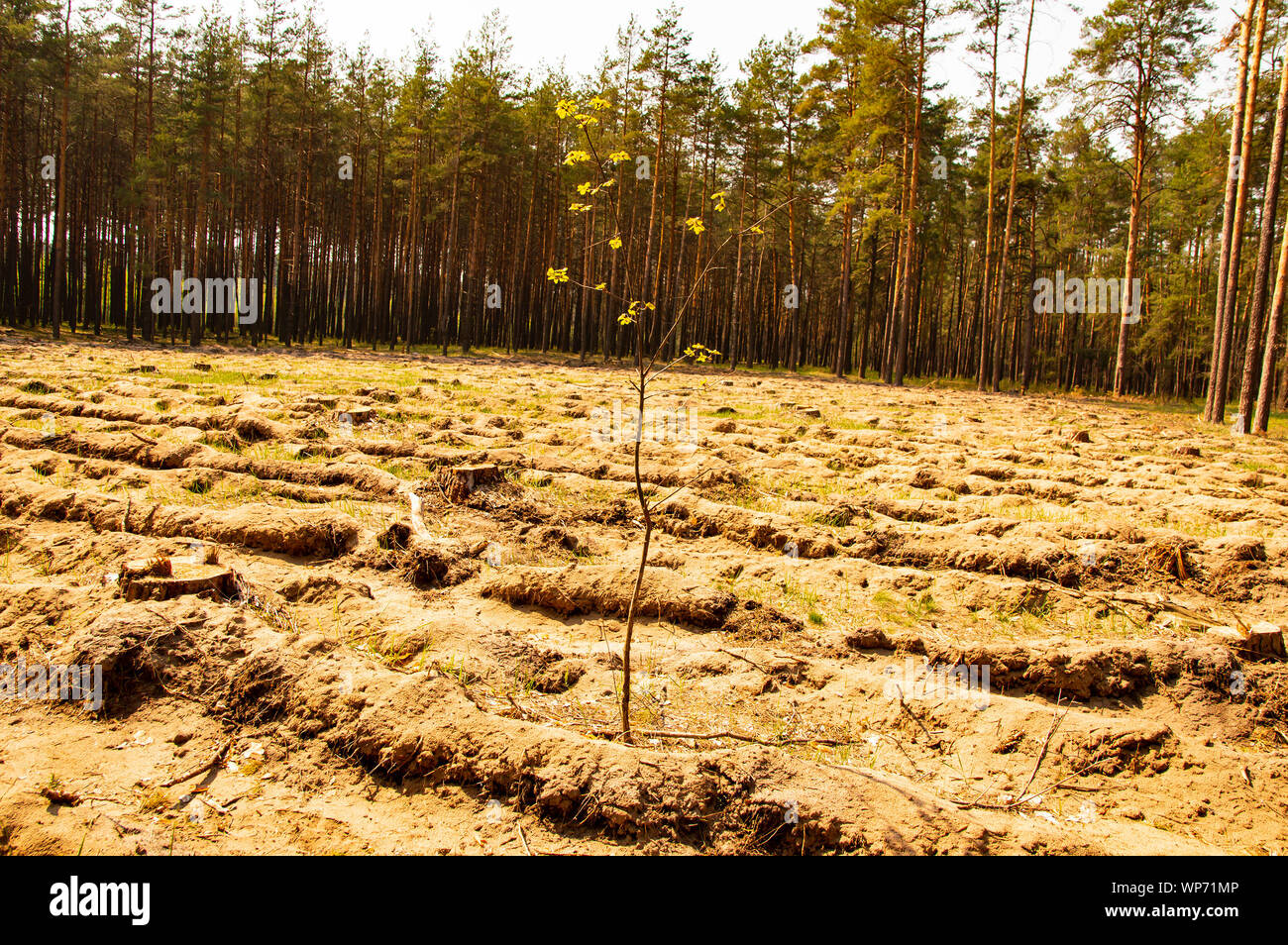 Deforestation - a lonely tree. Earth Day. Background Stock Photo - Alamy