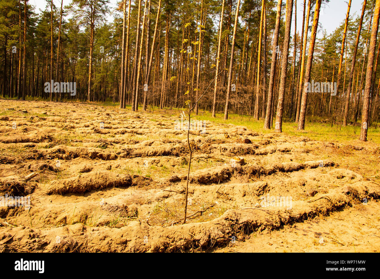 Deforestation - a lonely tree. Earth Day. Background Stock Photo - Alamy