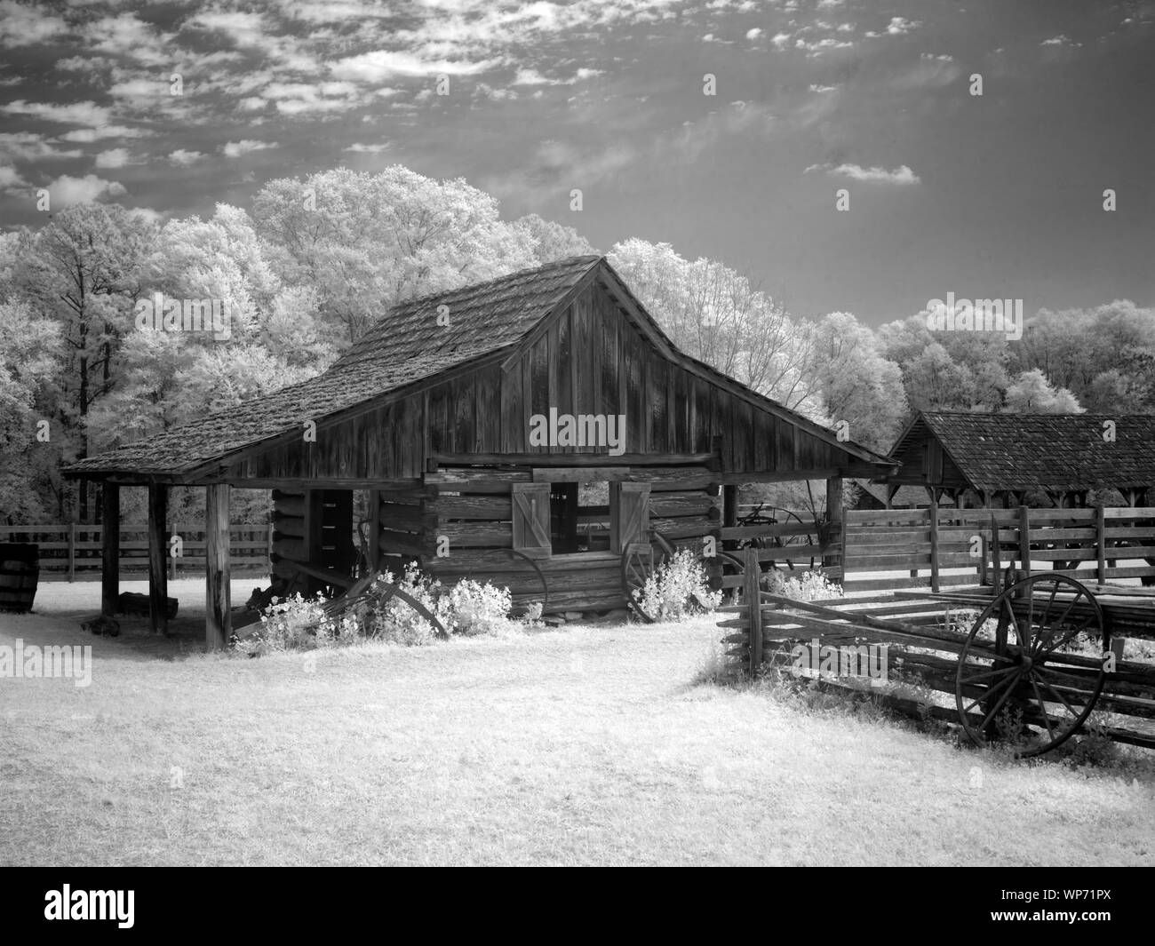 Wiregrass hi-res stock photography and images - Alamy