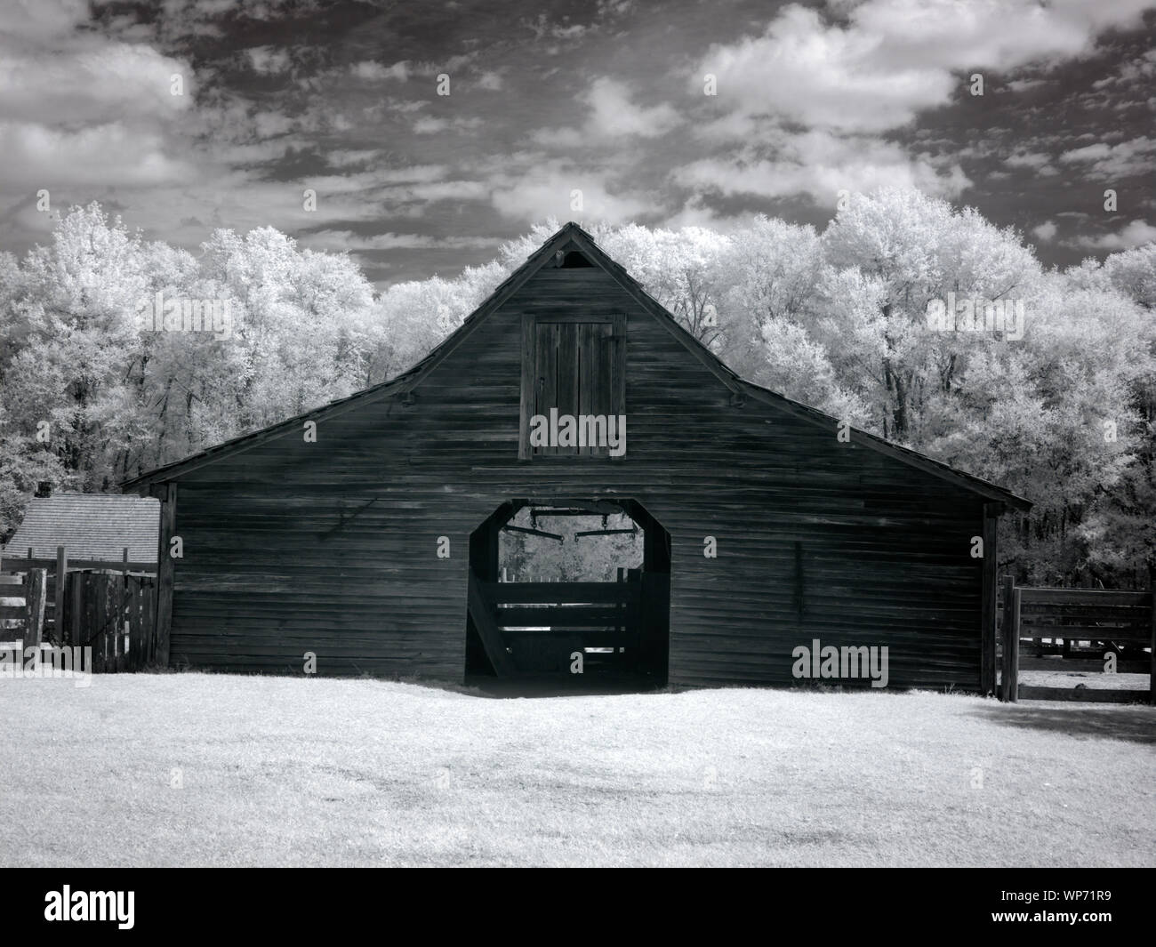 Wiregrass hi-res stock photography and images - Alamy