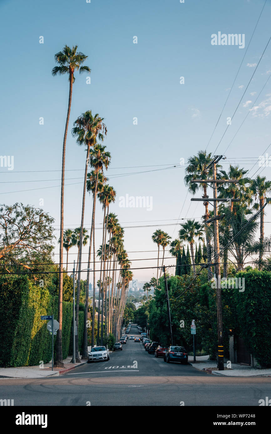 Palm trees along a street in Hollywood, Los Angeles, California Stock ...