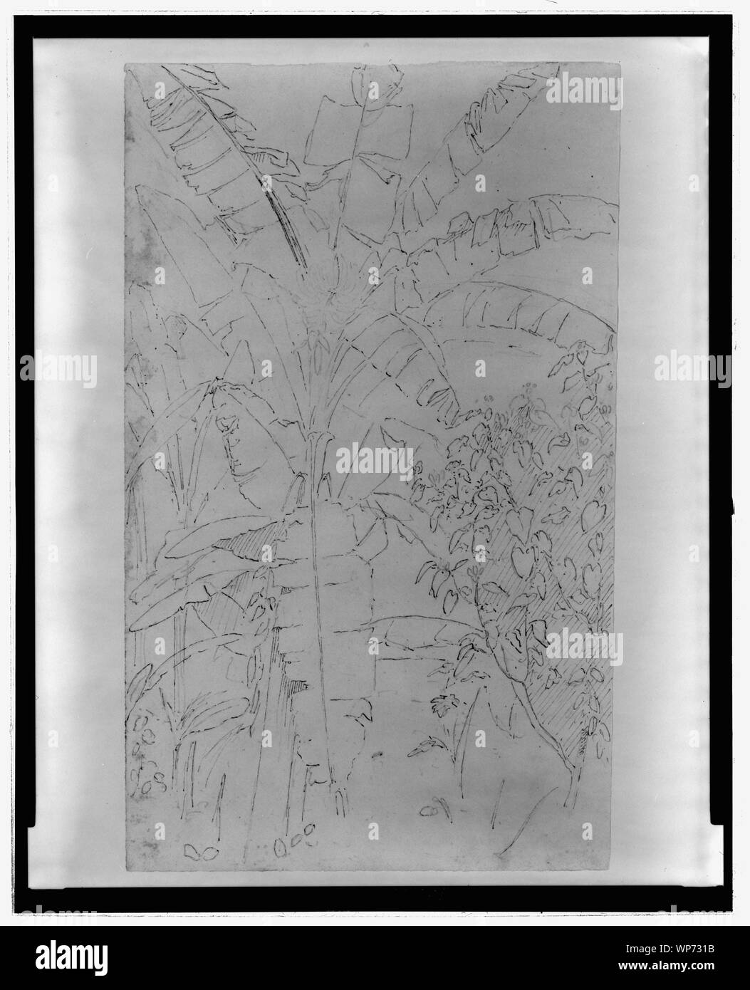 Fruit tree management Cut Out Stock Images & Pictures - Alamy