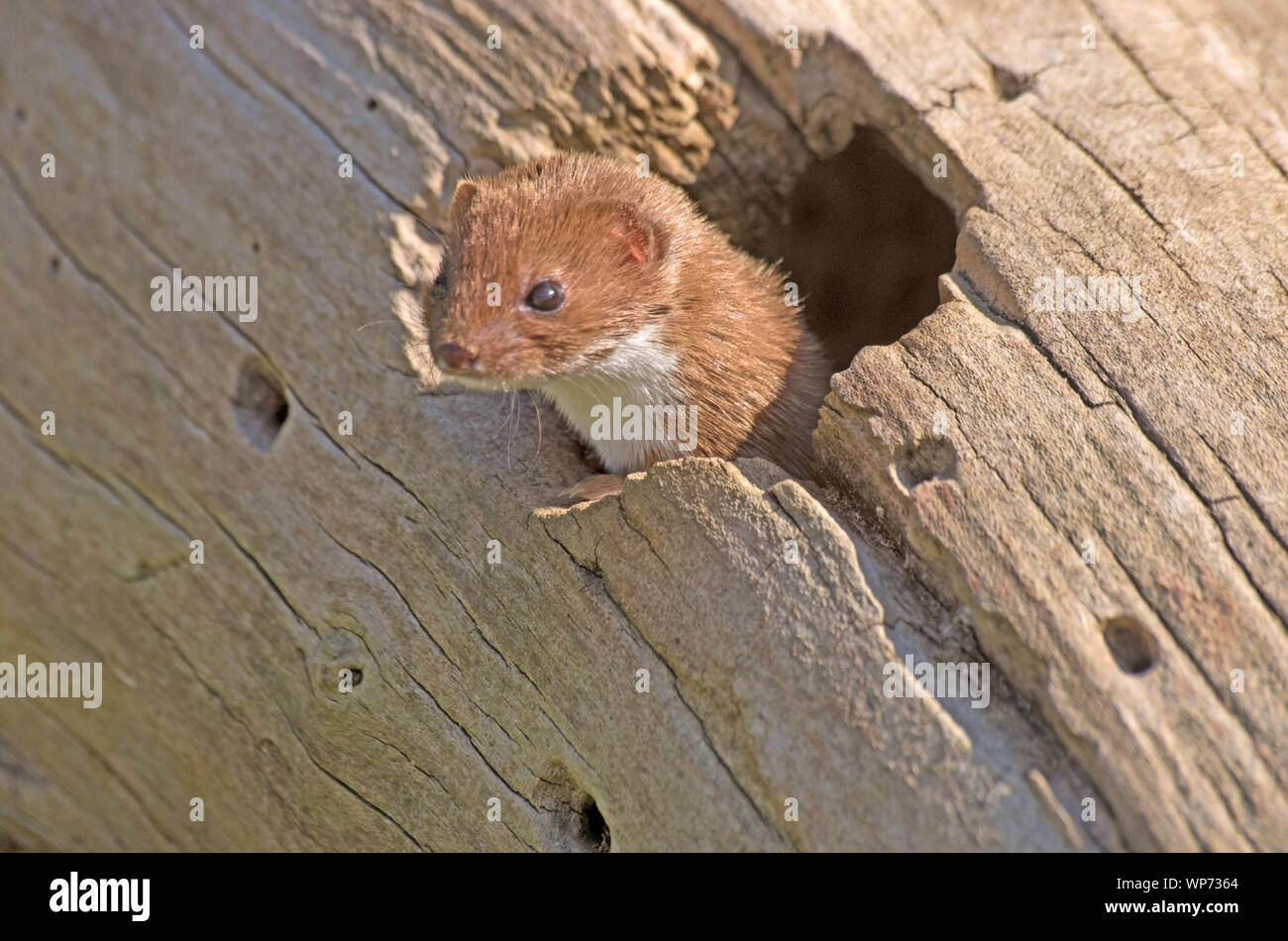 Weasel Hole High Resolution Stock Photography and Images - Alamy