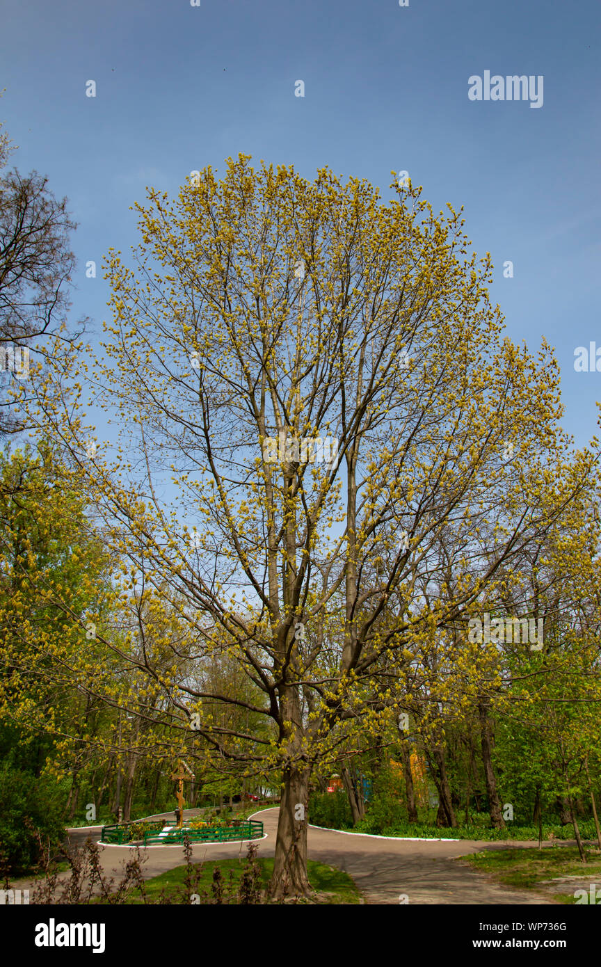 Memorial "Babi Yar" Kiev Ukraine - Orthodox Christian Cross Monument ...