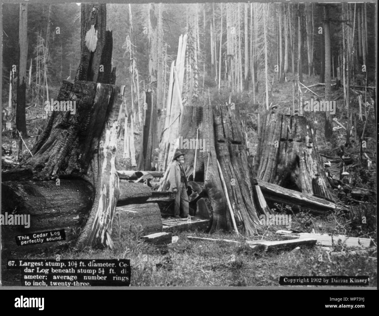 Largest stump, 10 1/2 ft. diameter. Cedar log beneath stump 5 1/2 ft ...
