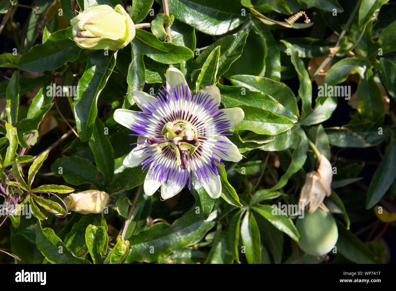 Gynophore hi-res stock photography and images - Alamy