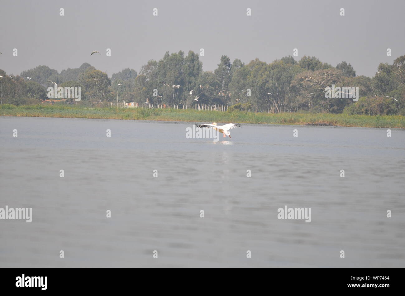 Pelican birds on lake Tana Stock Photo - Alamy