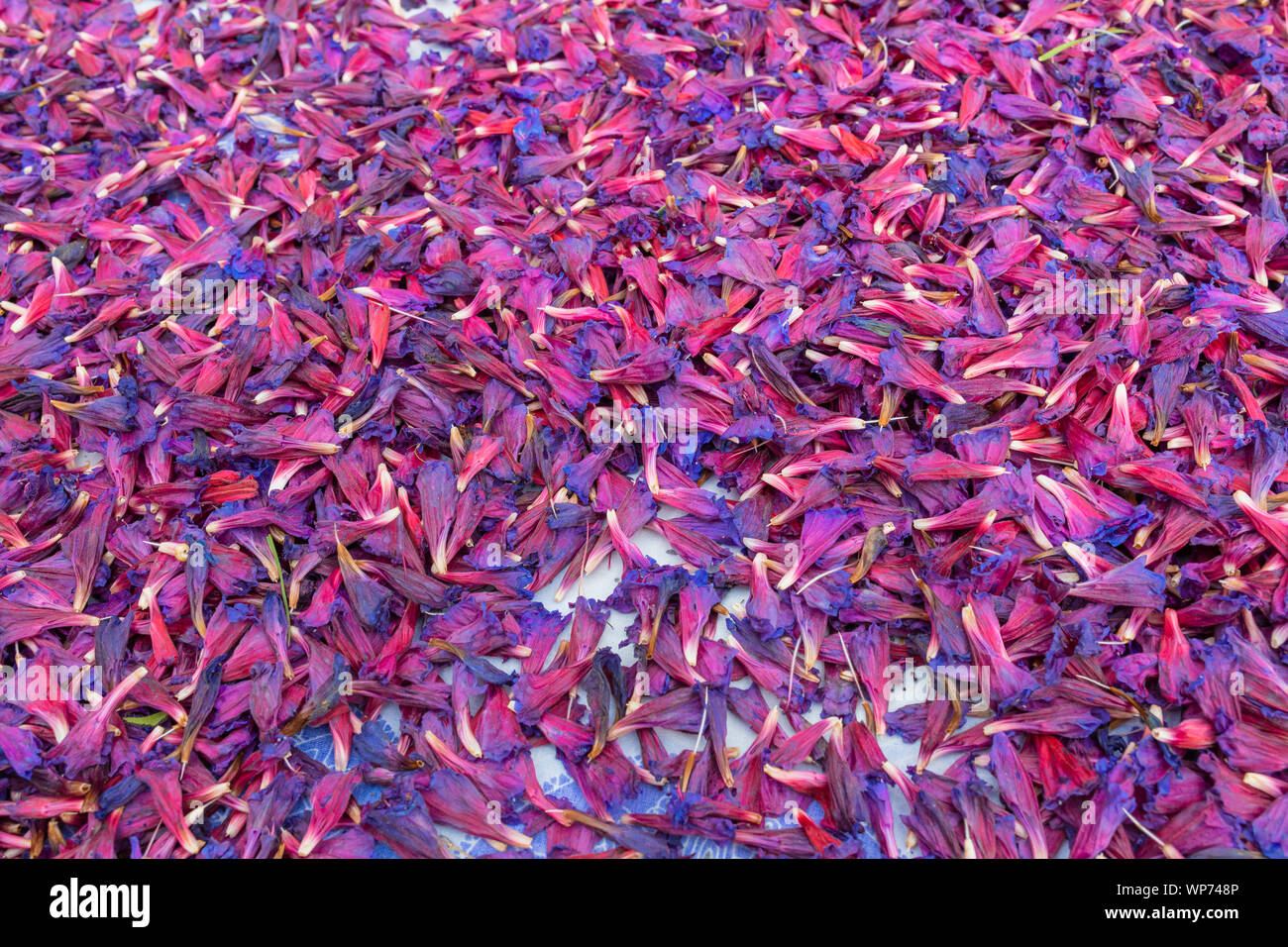 Drying of Persian Rose petals, Masuleh, Masoleh, Masouleh, Fuman County ...