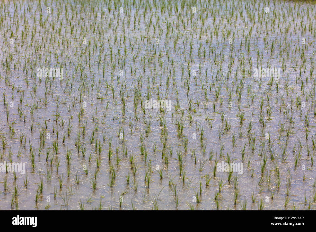 Rice field, Gilan Province, Iran Stock Photo - Alamy