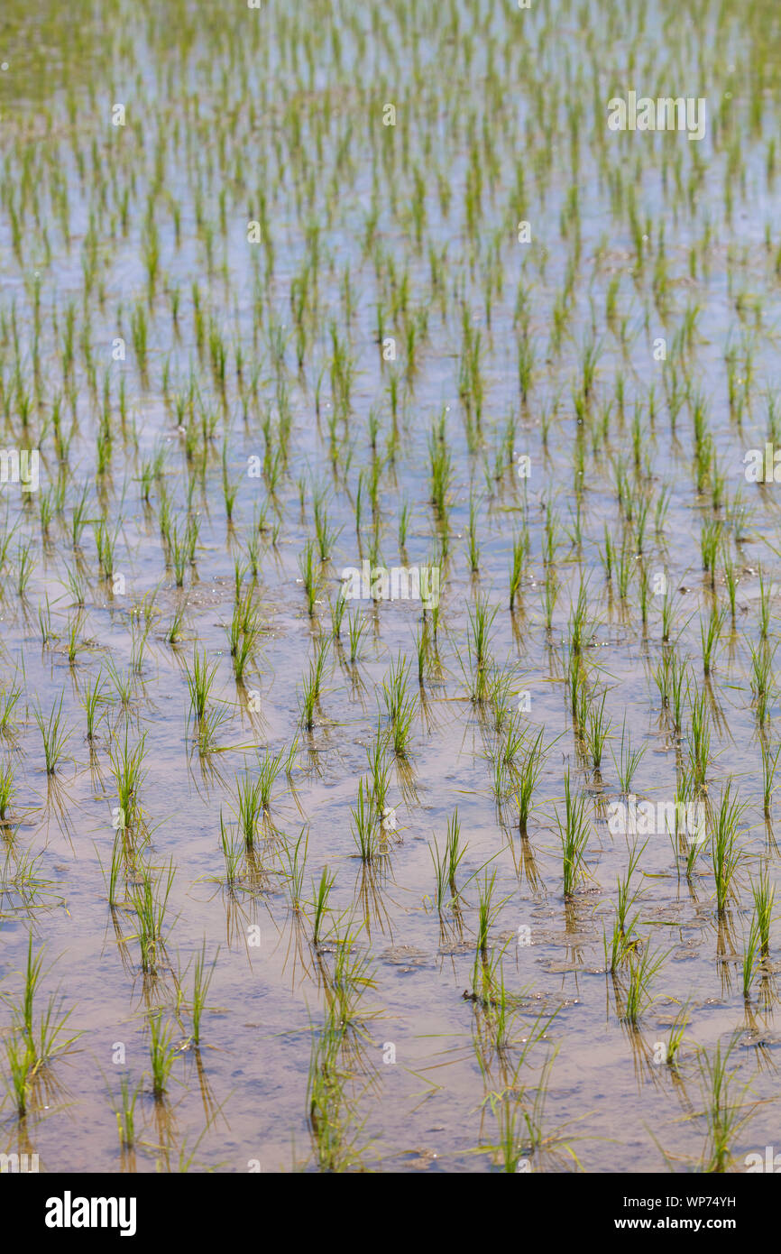 Rice field, Gilan Province, Iran Stock Photo - Alamy