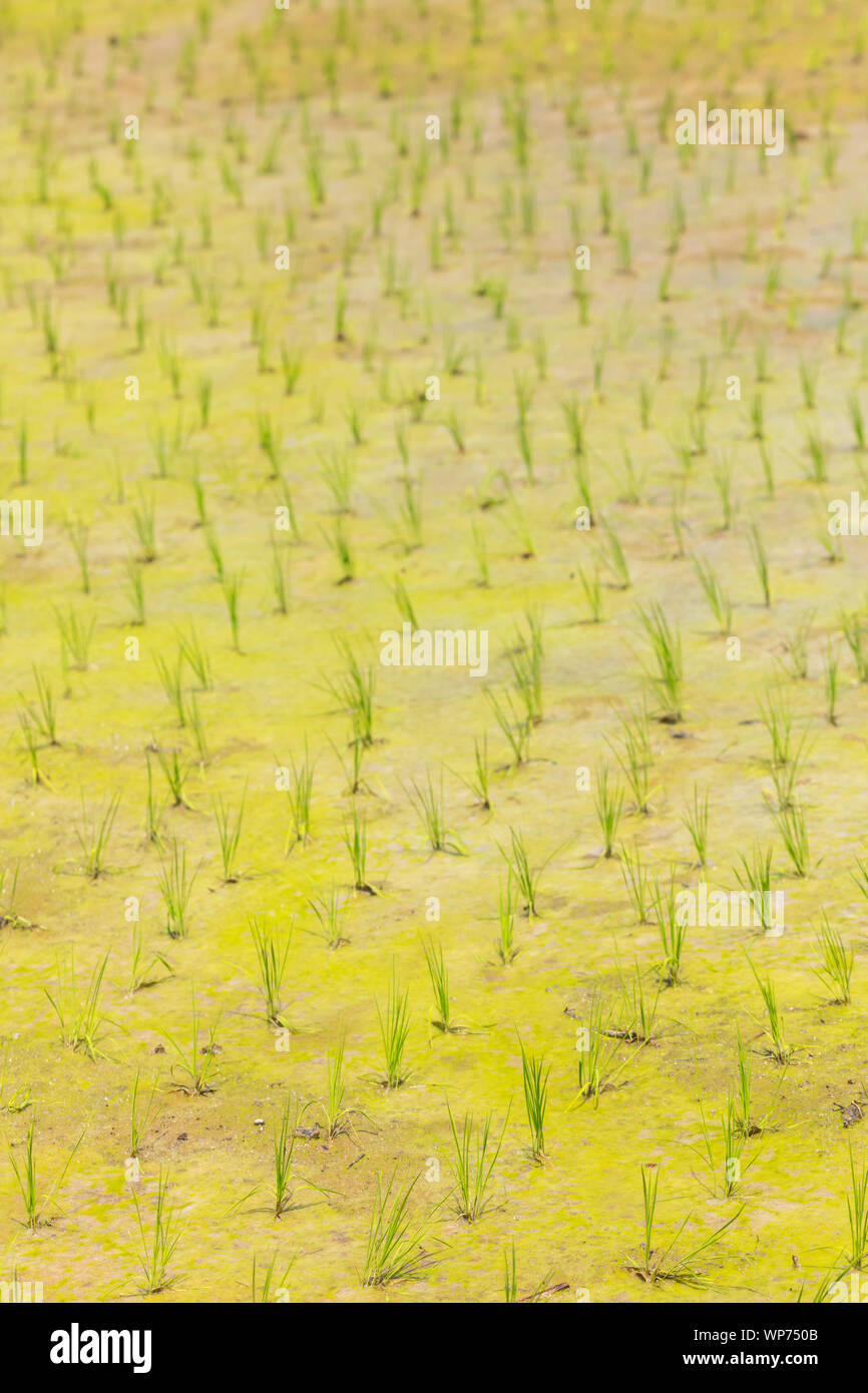 Rice field, Gilan Province, Iran Stock Photo - Alamy