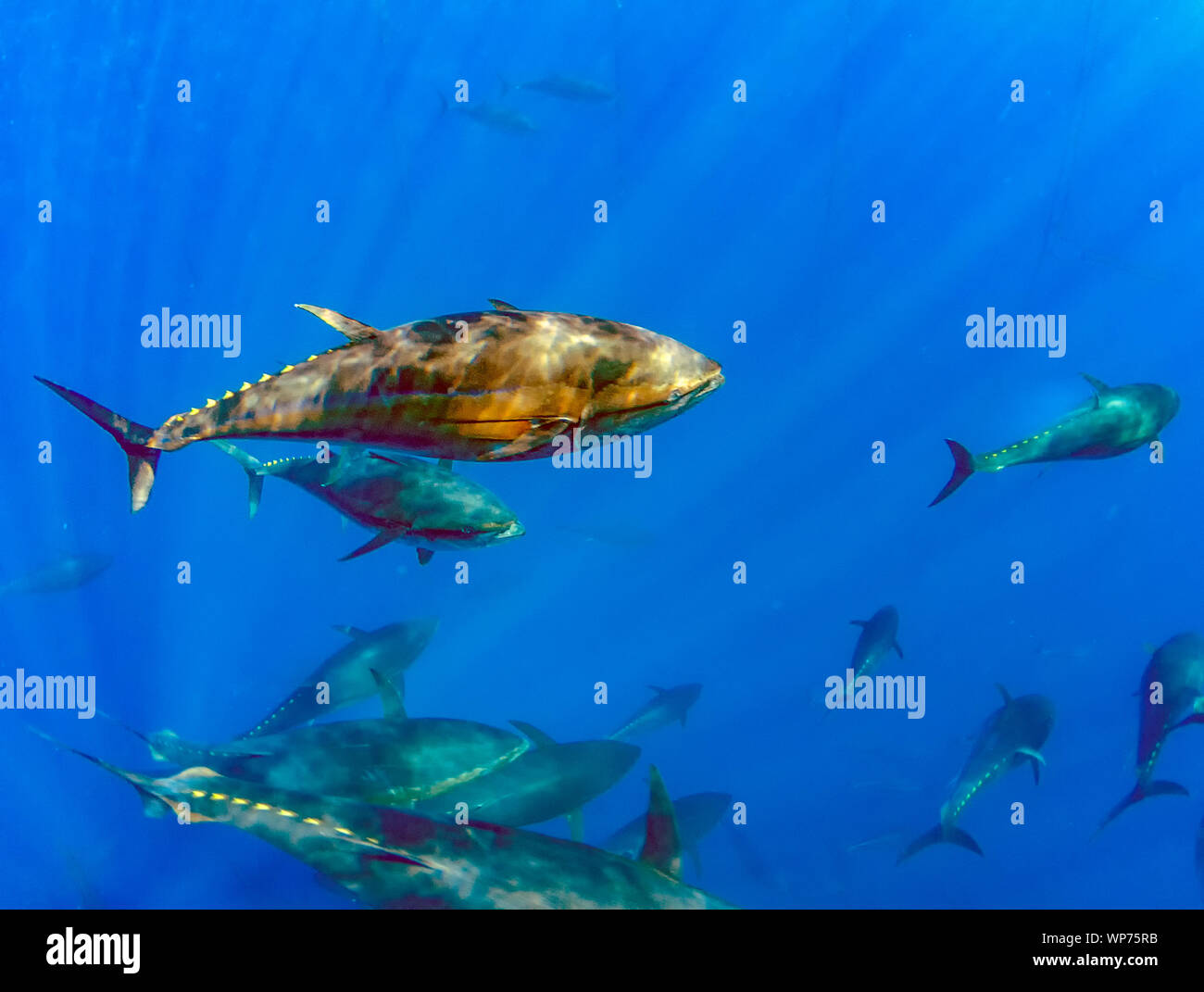 Northern bluefin tuna thunnus thynnus hi-res stock photography and ...