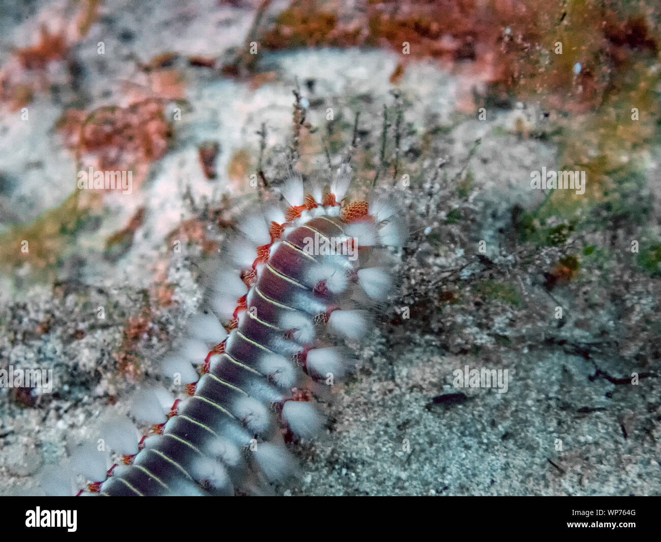 Bearded Fireworm (Hermodice carunculata Stock Photo - Alamy