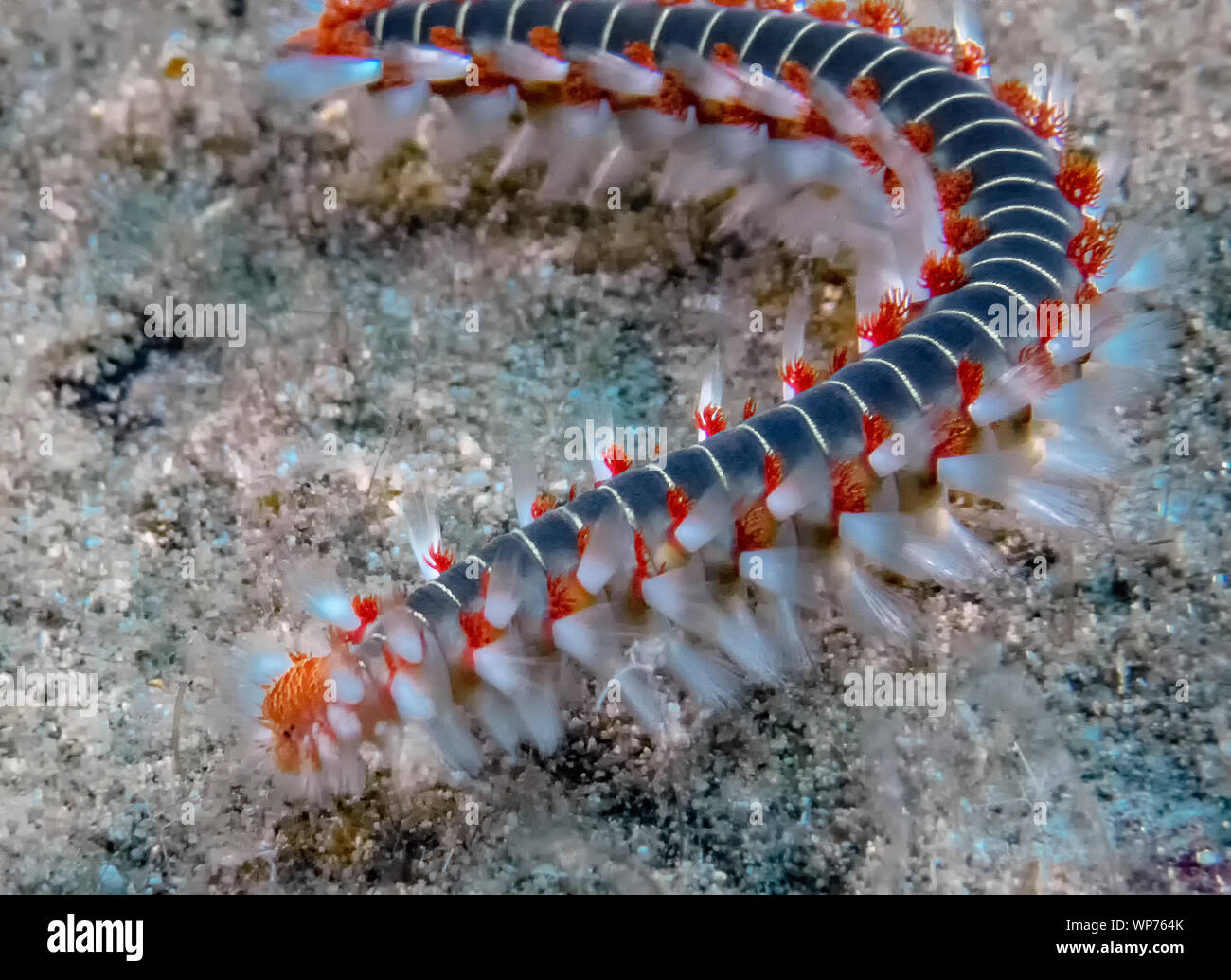 Bearded Fireworm (Hermodice carunculata Stock Photo - Alamy