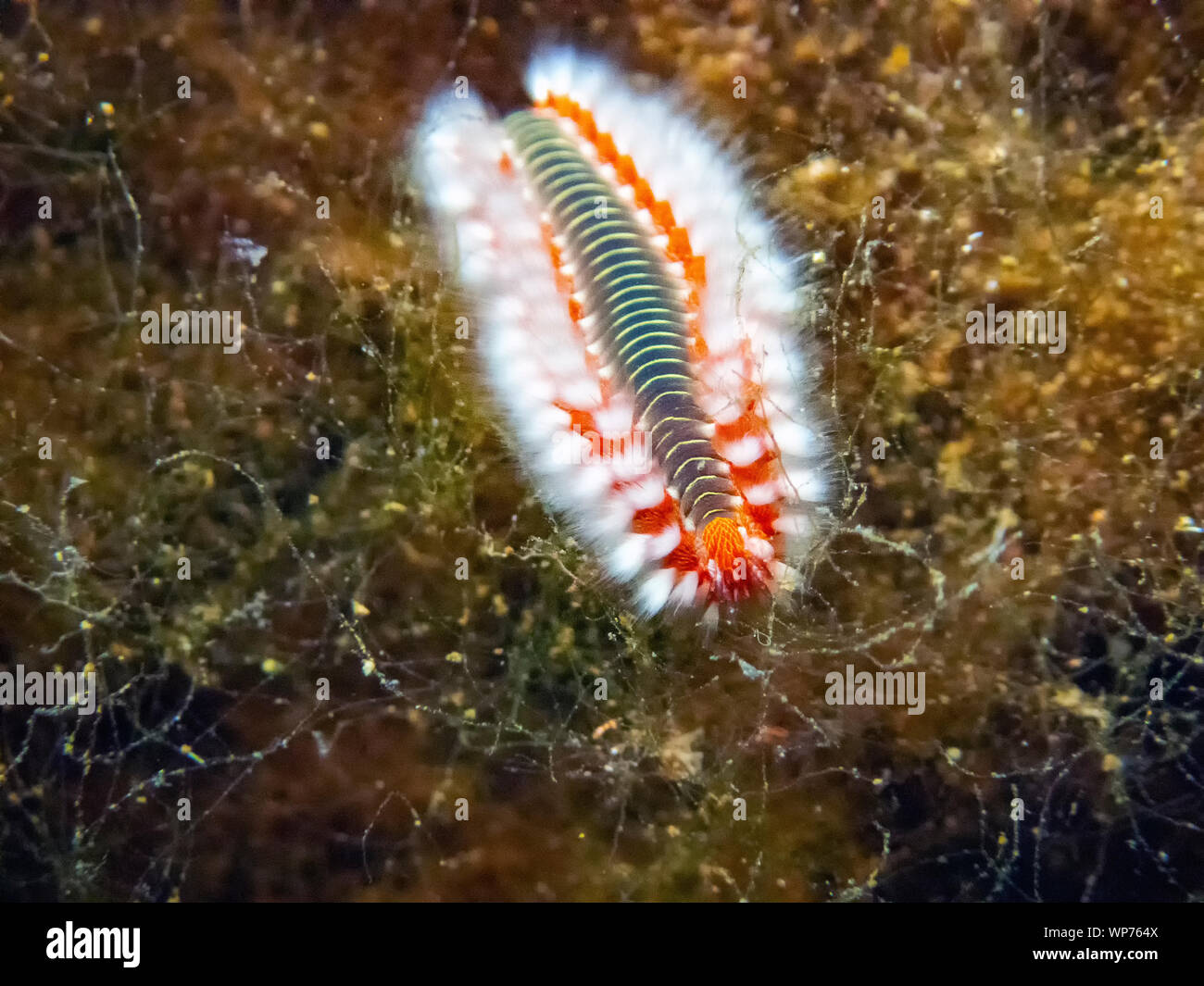 Bearded Fireworm (Hermodice carunculata Stock Photo - Alamy