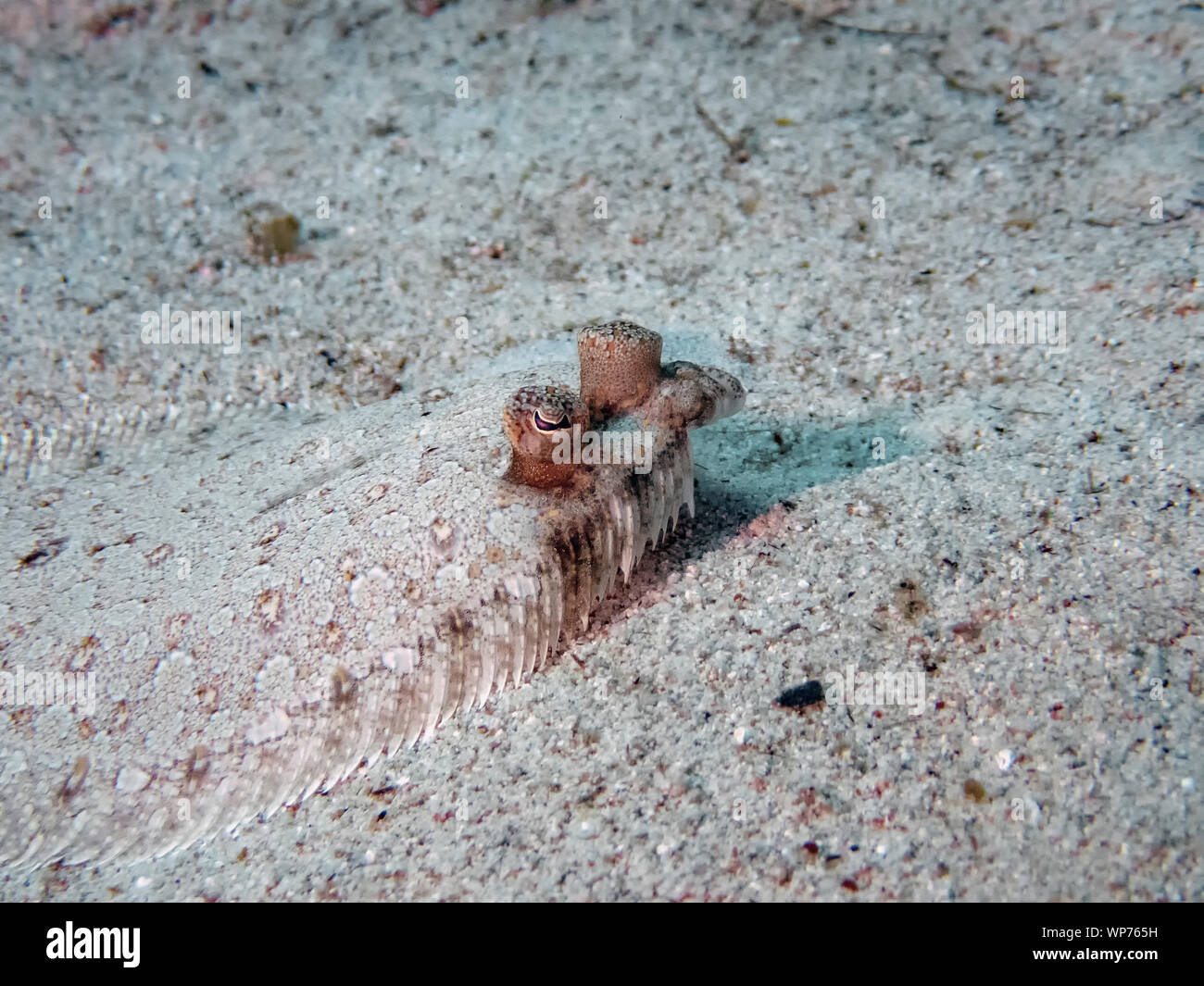 Wide Eyed Flounder (Bothus podas Stock Photo - Alamy
