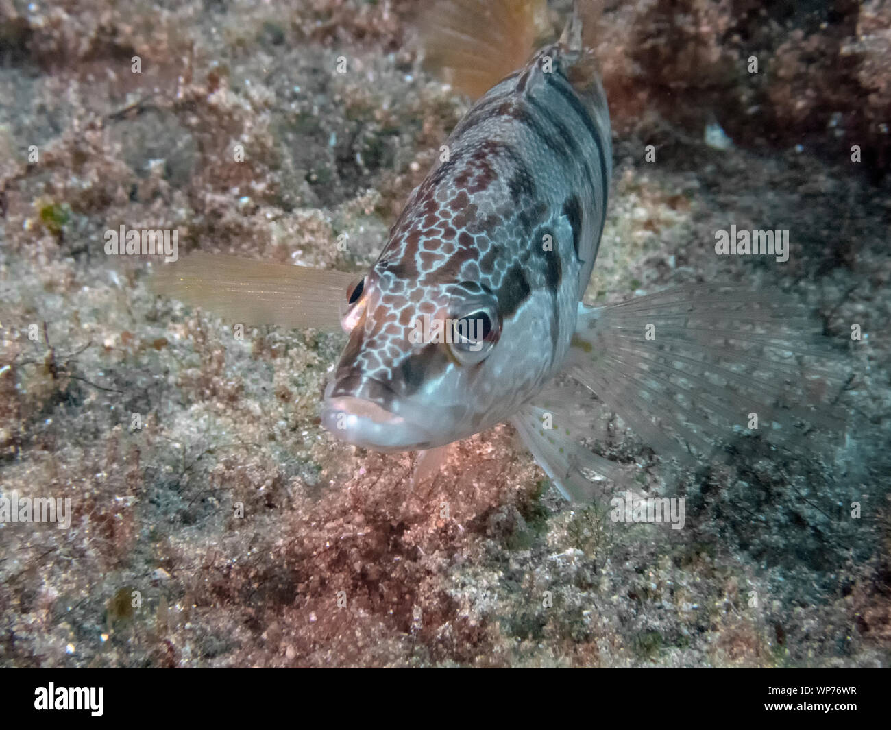 Comber Fish In The Mediterranean Sea Stock Photos & Comber Fish In The ...