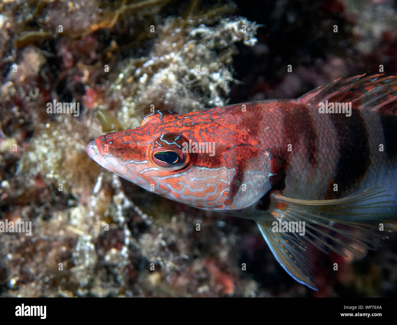 Comber Fish In The Mediterranean Sea Stock Photos & Comber Fish In The ...