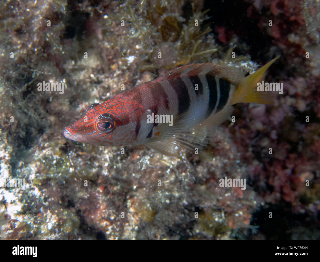 Comber Fish In The Mediterranean Sea Stock Photos & Comber Fish In The ...