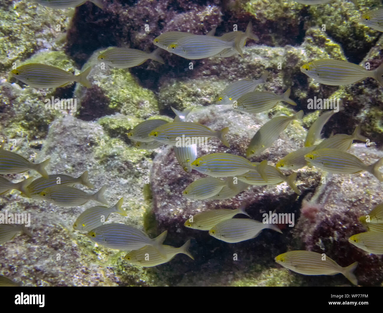 A school of Salema Porgys (Sarpa salpa Stock Photo - Alamy