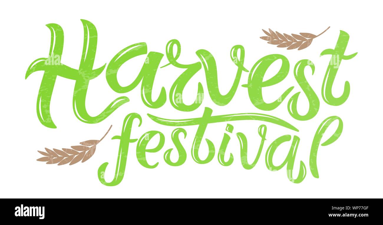 Vector illustration of Harvest festival text decorated with ears of ...