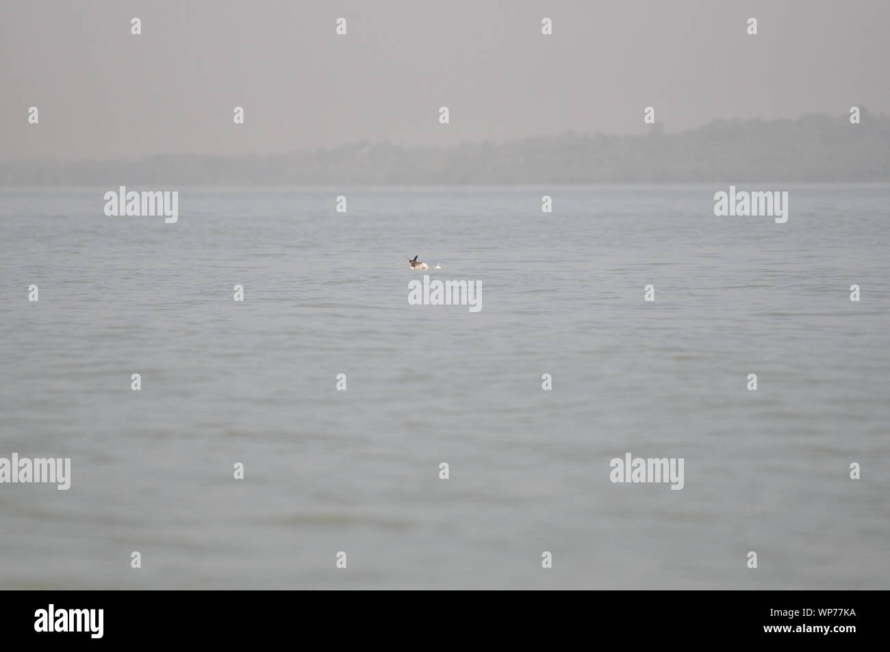 The Tana lake Stock Photo - Alamy