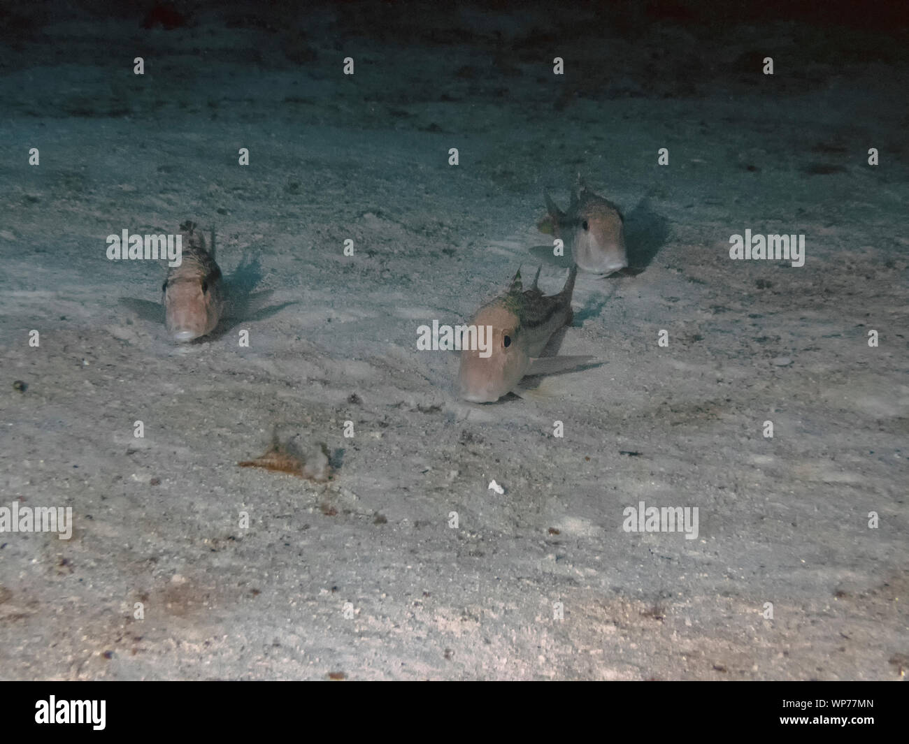 Mullus barbatus hi-res stock photography and images - Alamy