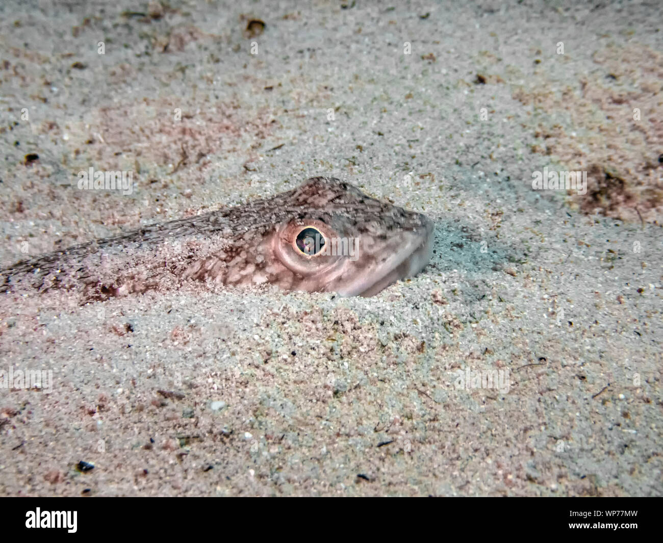 An Atlantic Lizardfish (Synodus saurus) hiding in the sand Stock Photo ...