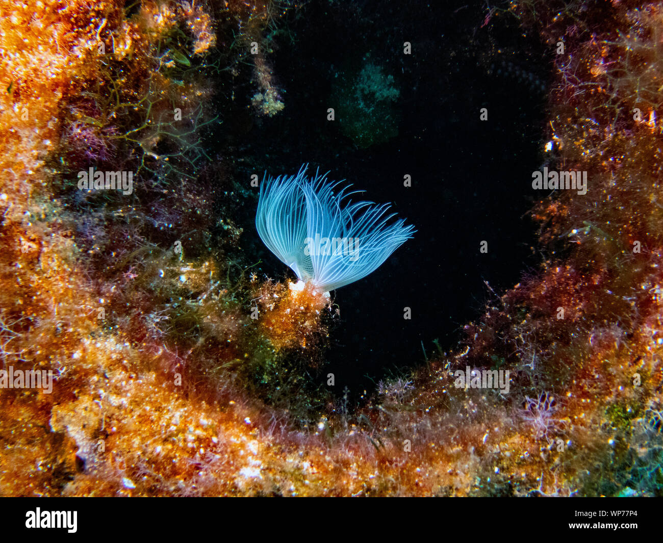 Delicate tube worm hi-res stock photography and images - Alamy
