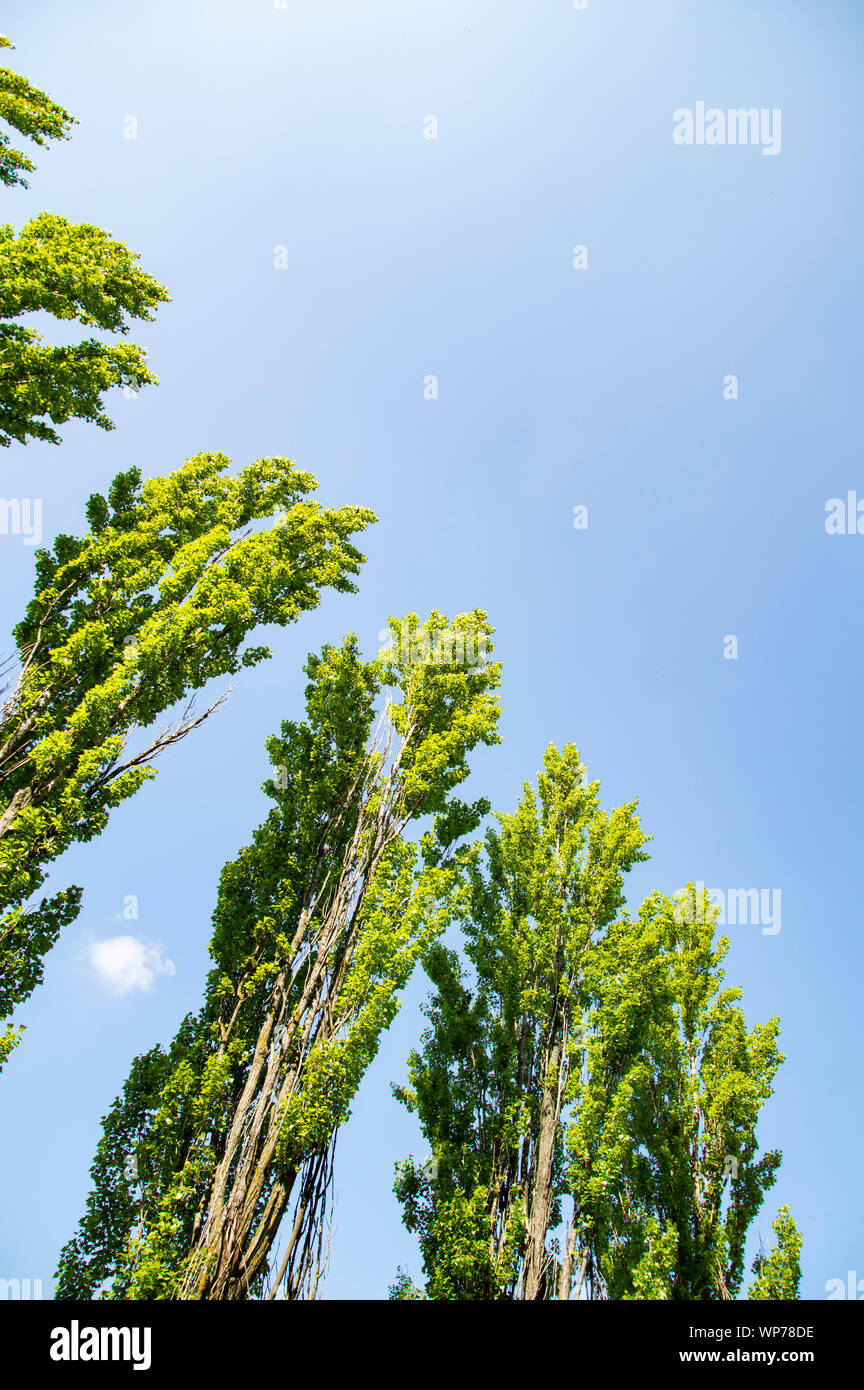 Dense forest poplar trees hi-res stock photography and images - Alamy