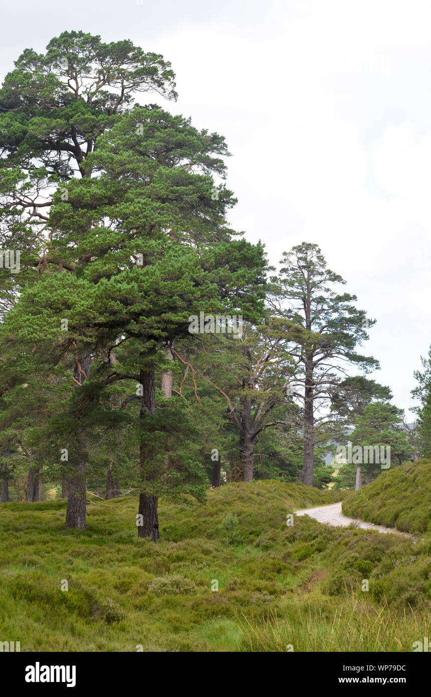 Caledonian pine forests covering the floor of Lairig Ghru valley in the ...