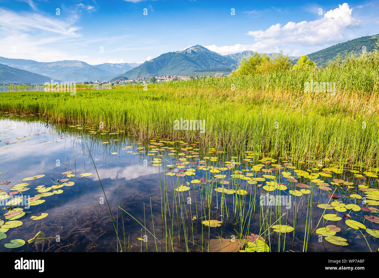 Green Plavsko lake in city Plav, Montenegro, Europe Stock Photo - Alamy