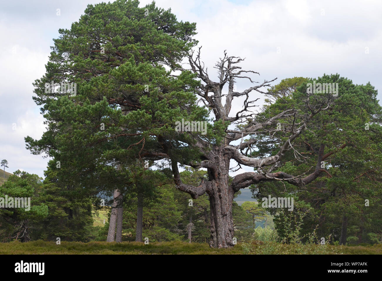 Caledonian pine forests covering the floor of Lairig Ghru valley in the ...