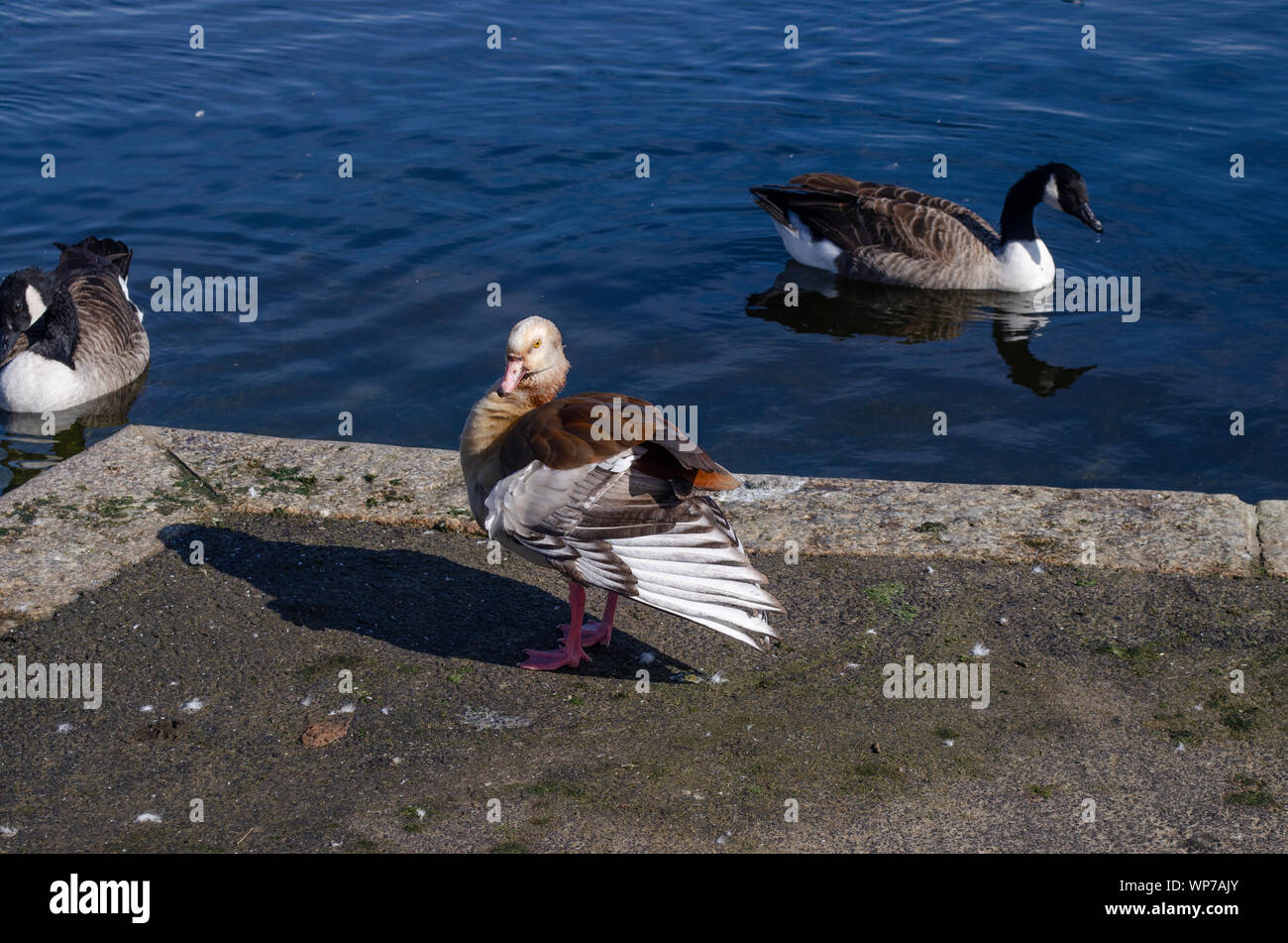 Egyptian goose at the Round Pond, Kensington Garden, London Stock Photo ...