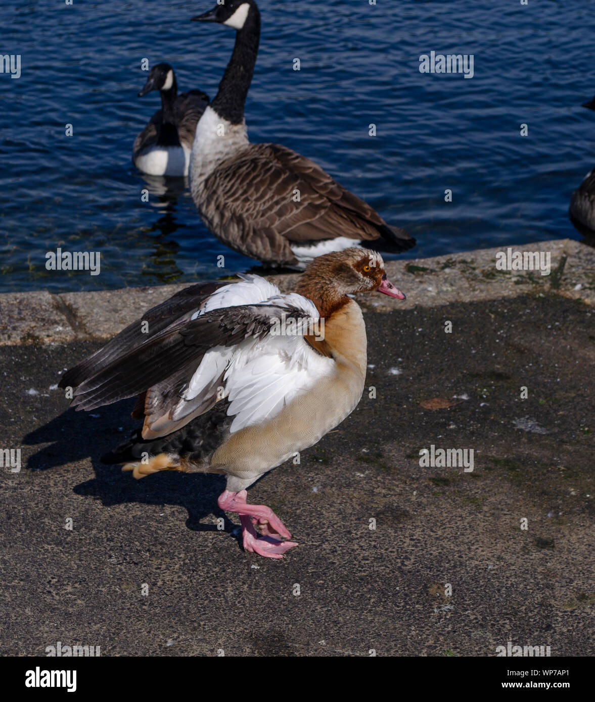 Egyptian goose at the Round Pond, Kensington Garden, London Stock Photo ...