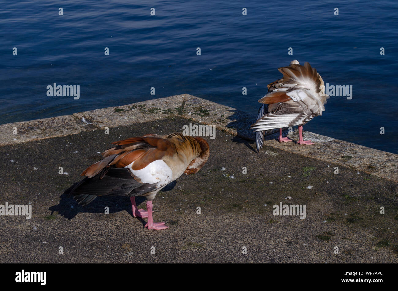 Egyptian goose at the Round Pond, Kensington Garden, London Stock Photo ...