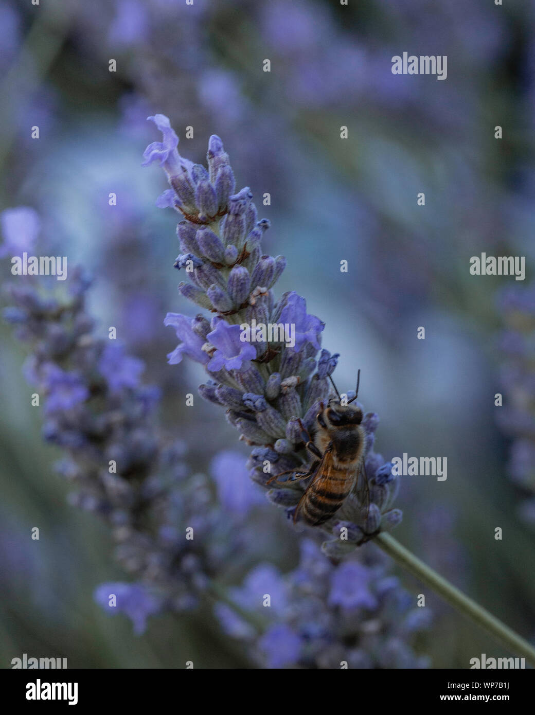 Bumblebee closeup shot . Macro photography, Summer vibes Stock Photo ...