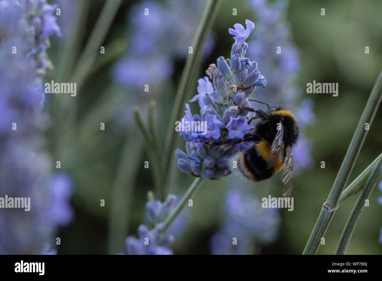 Bumblebee closeup hi-res stock photography and images - Alamy