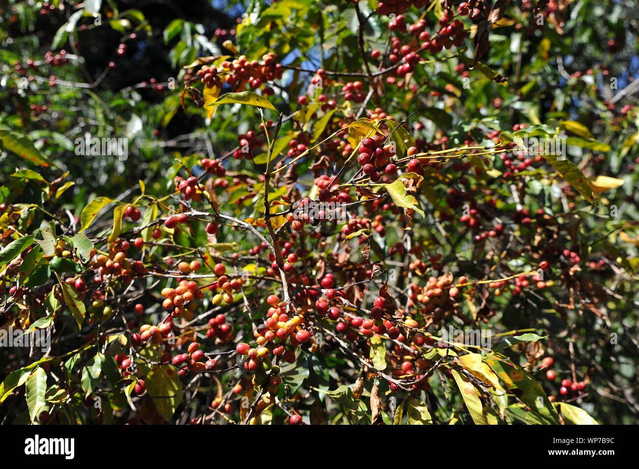 Ethiopian coffee tree hi-res stock photography and images - Alamy