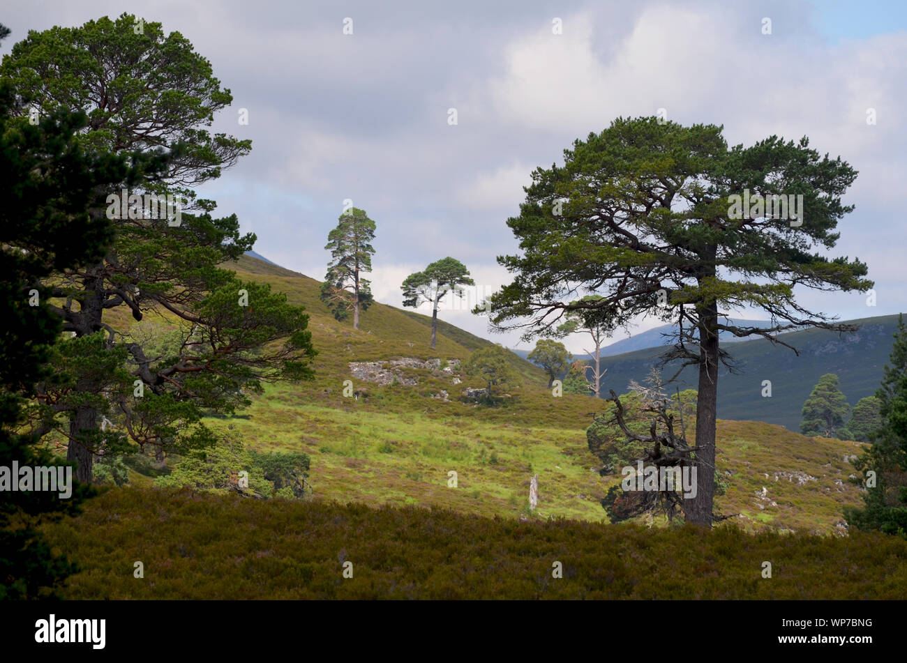 Caledonian pine forests covering the floor of Lairig Ghru valley in the ...
