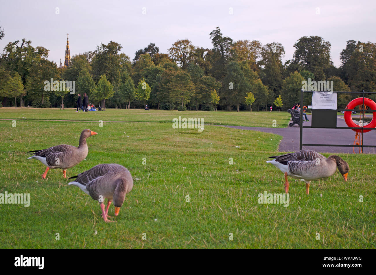 Greylag geese in and around the Round pond. Kensington Gardens, London ...
