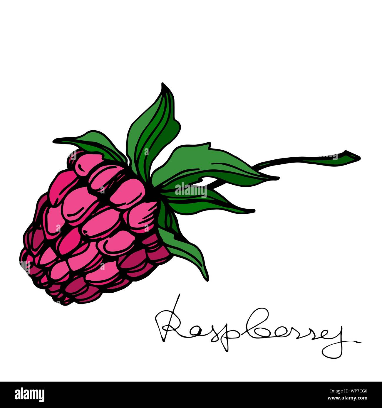 Vector Raspberry healthy food fresh berry isolated element. Black and ...