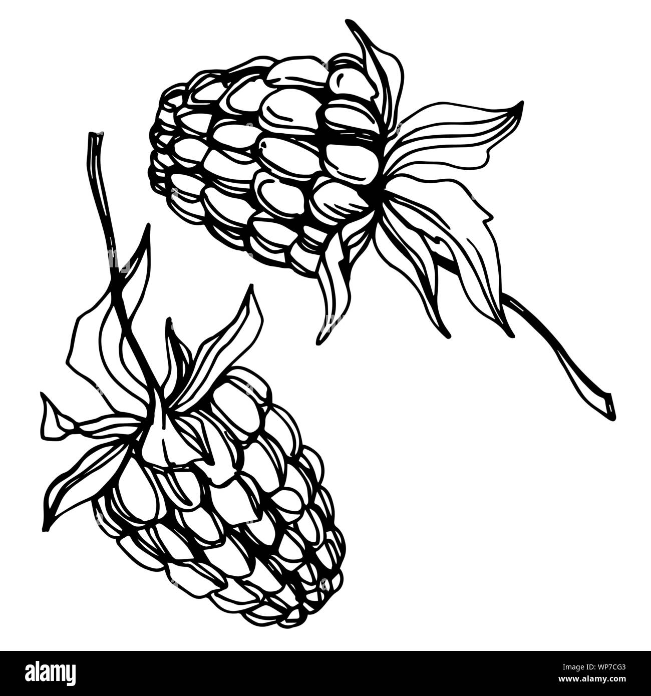 Vector Raspberry healthy food fresh berry isolated element. Black and ...