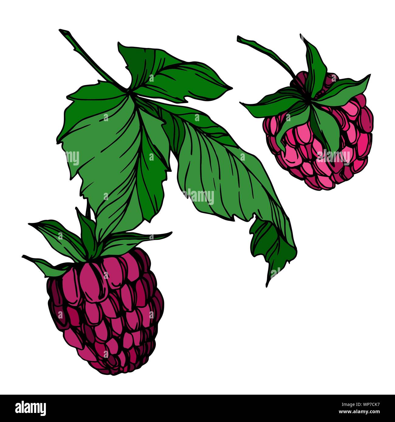 Vector Raspberry healthy food fresh berry isolated element. Black and ...